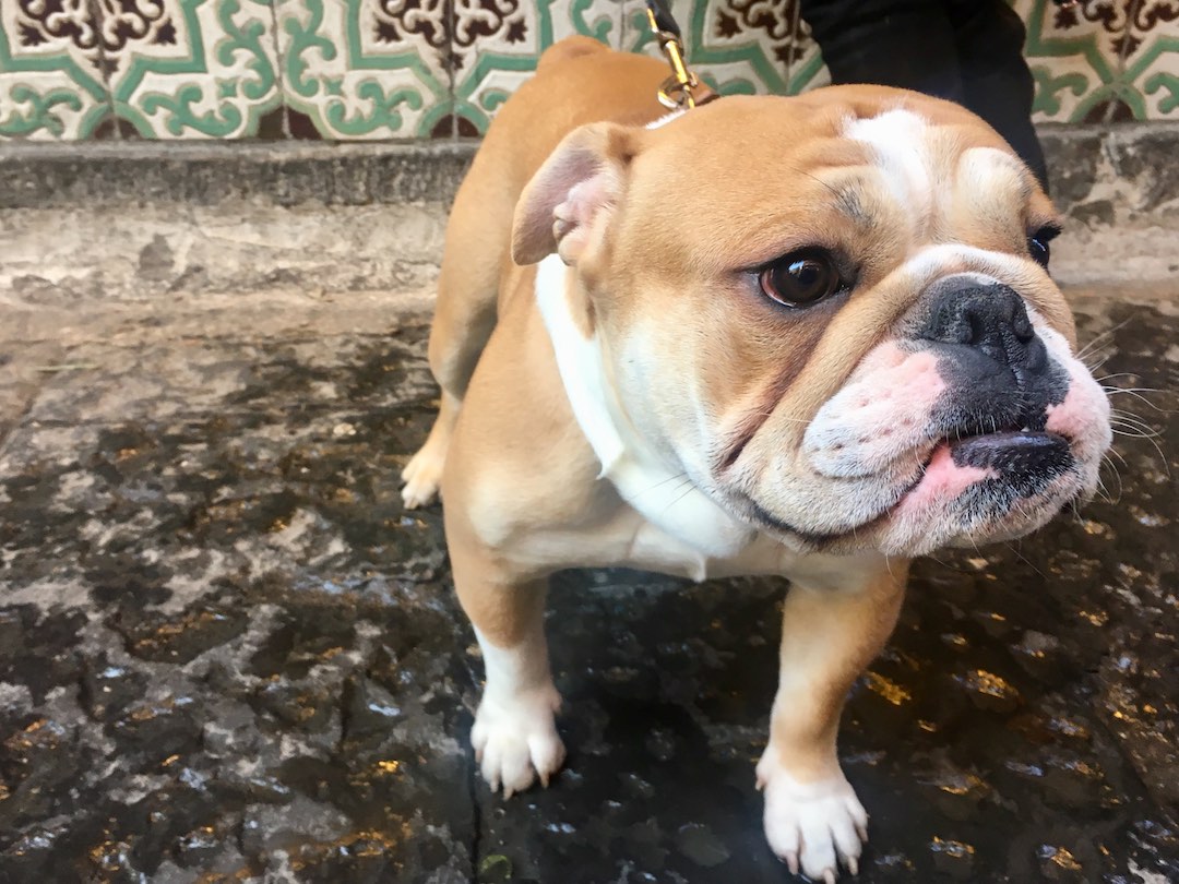 Dog-Friendly Italy: Travelling in Italy with a Dog - Travelnuity