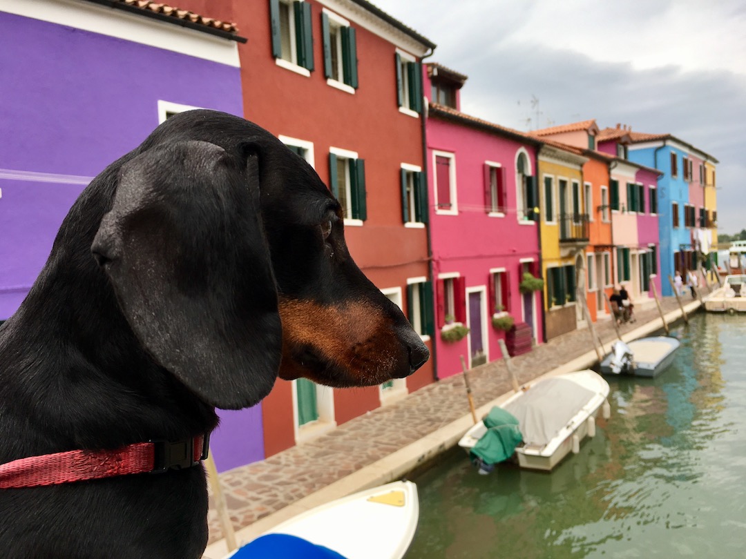 Dog-Friendly Italy: Travelling in Italy with a Dog - Travelnuity