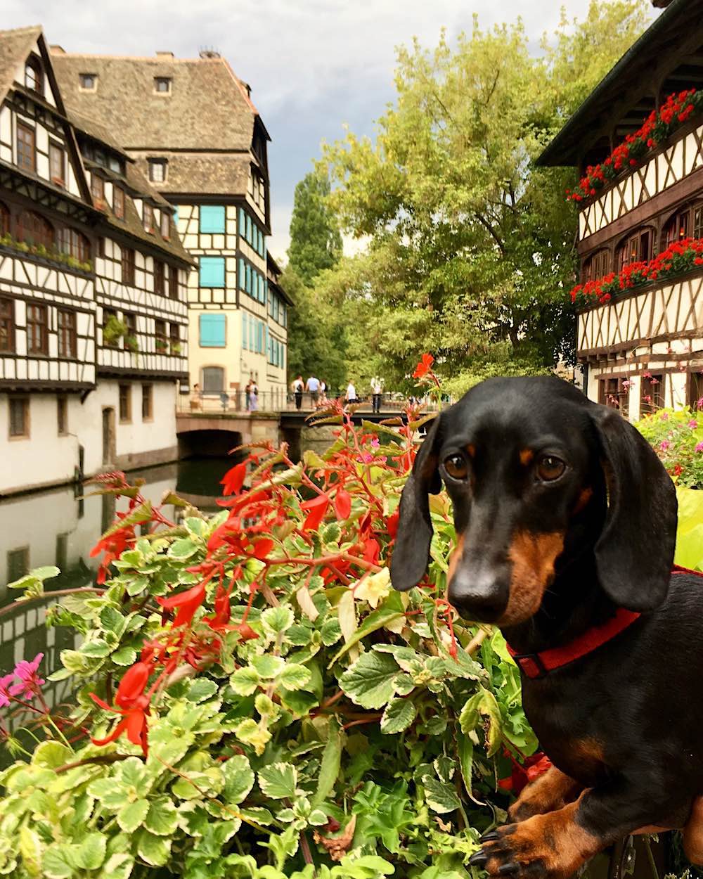 Dog-Friendly France: Travelling in France with a Dog - Travelnuity