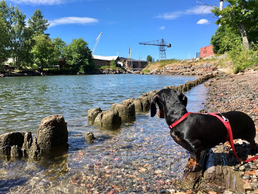 Dog-Friendly Finland: Travelling in Finland with a Dog - Travelnuity