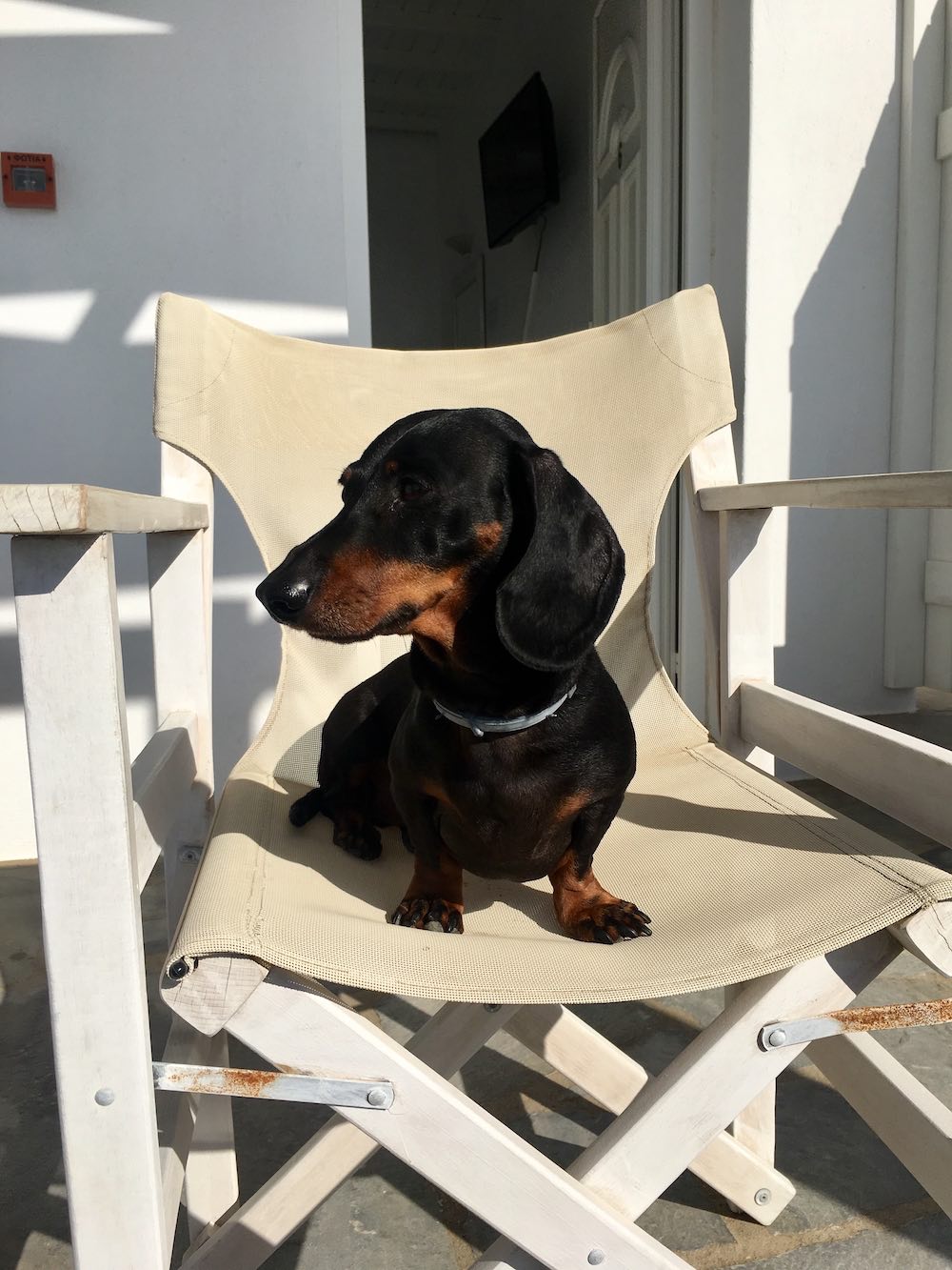 Travelling to the Greek Islands with a Dog - Travelnuity