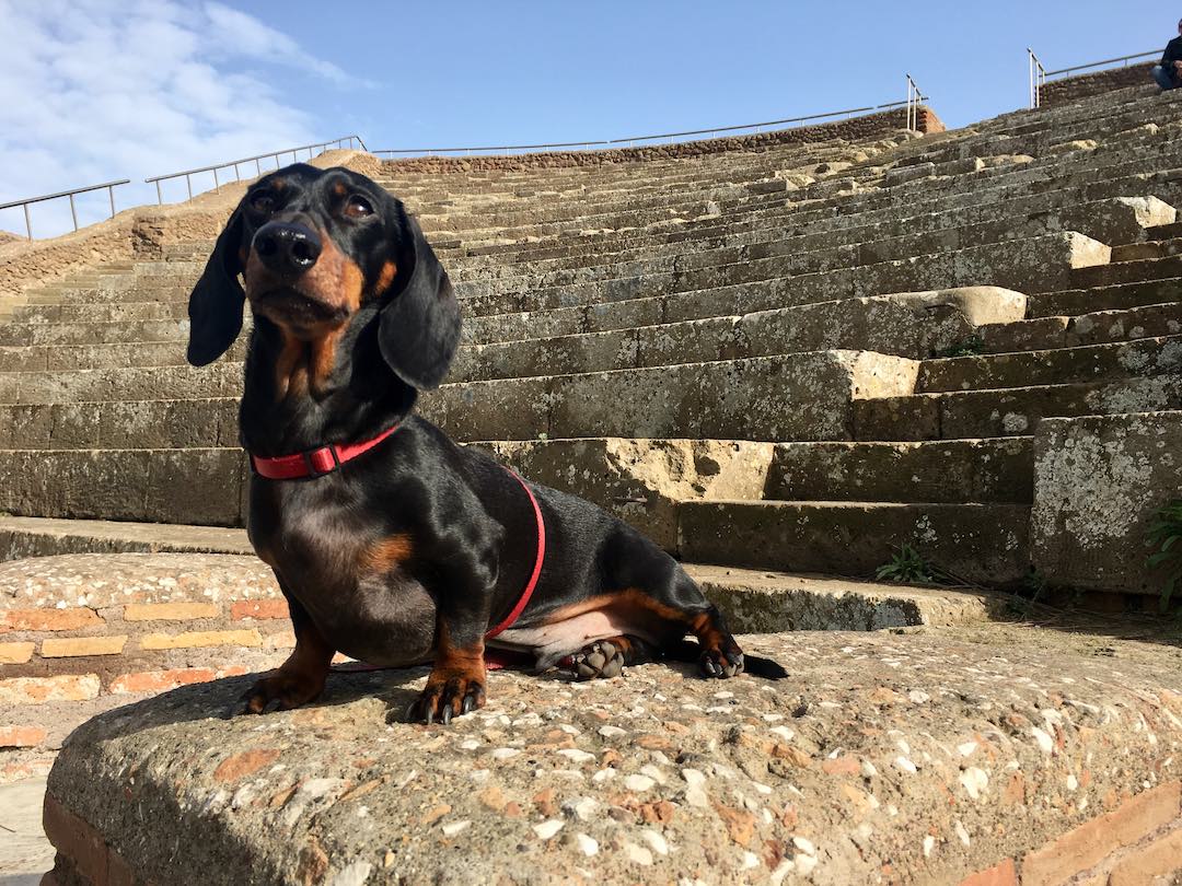 Dog-Friendly Italy: Travelling in Italy with a Dog - Travelnuity