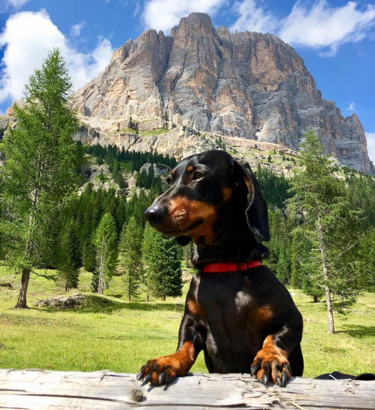 Dog-Friendly Italy: Travelling in Italy with a Dog - Travelnuity