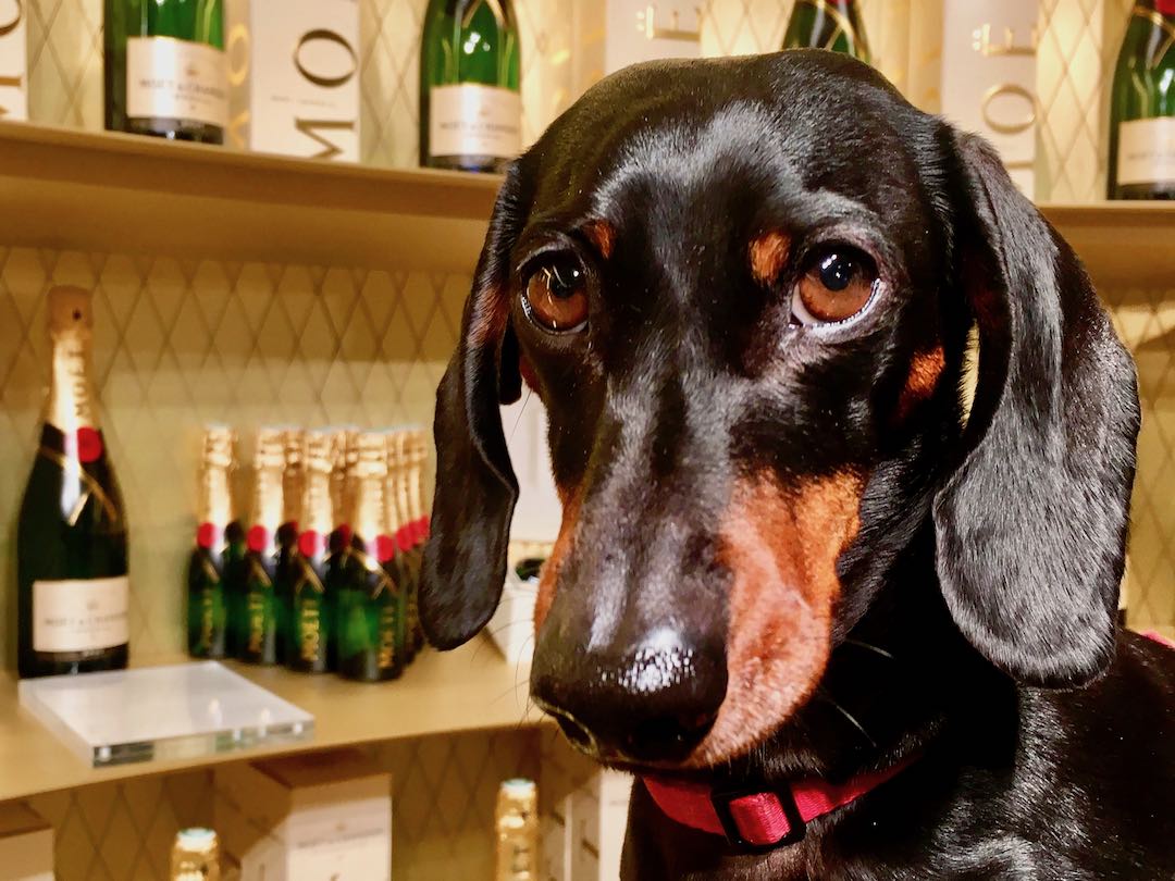 How to Take Your Dog to France from the UK in 2025 - Travelnuity