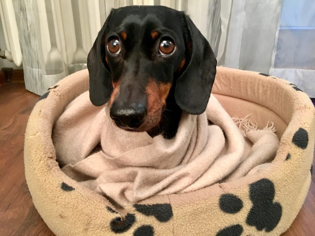 10 Tips for Finding & Staying in a Pet-Friendly Airbnb - Travelnuity