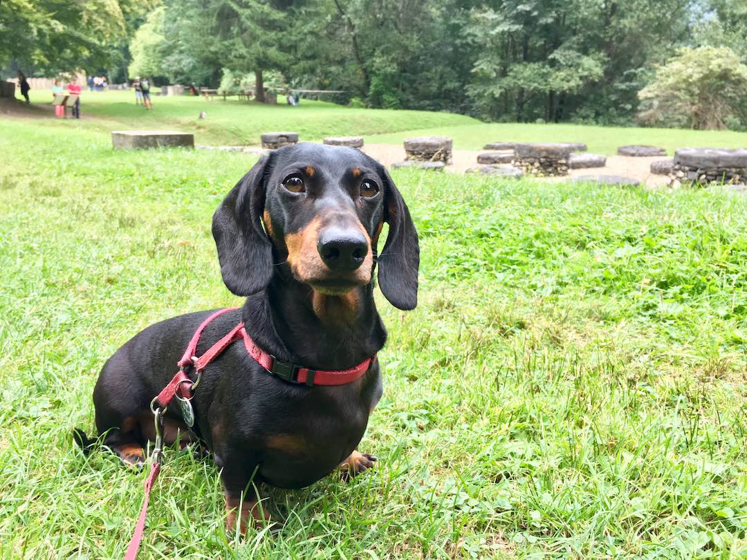 Dog-Friendly Romania: Travelling in Romania with a Dog - Travelnuity