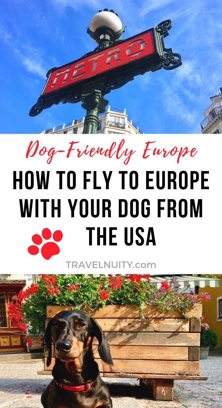 Flying to Europe with a Dog from the USA - Travelnuity
