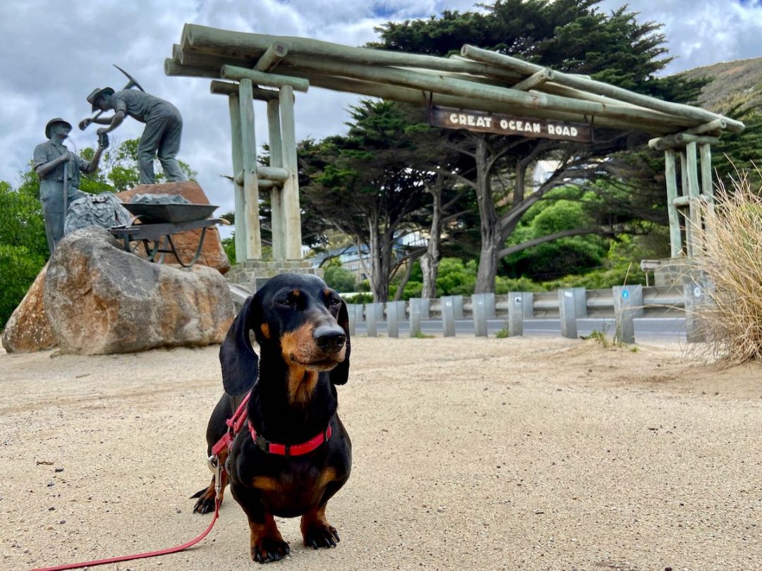 Dog-Friendly Great Ocean Road: Driving with a Dog - Travelnuity