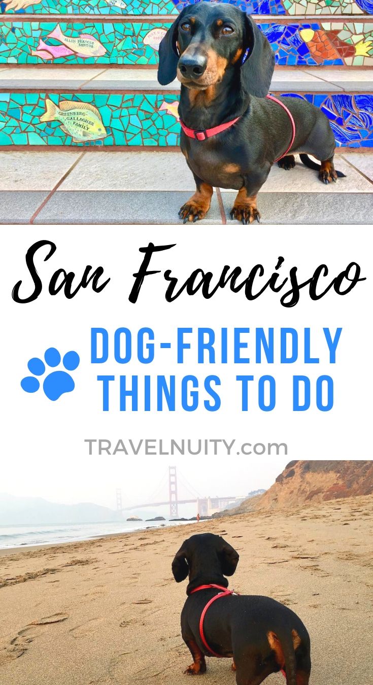 10 Fun Dog-Friendly Things to Do in San Francisco - Travelnuity