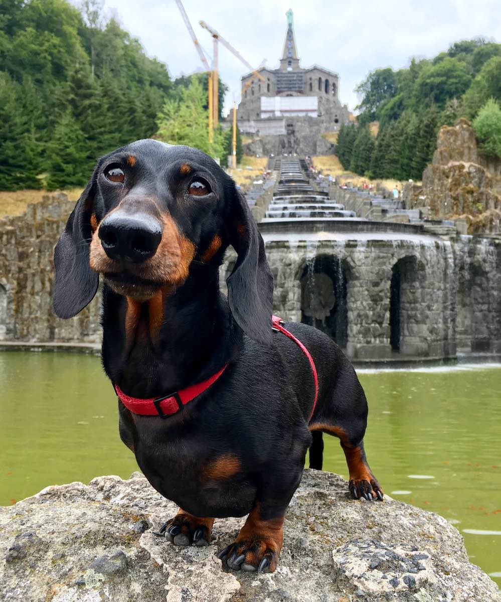 Dog-Friendly Germany: Travelling in Germany with a Dog - Travelnuity