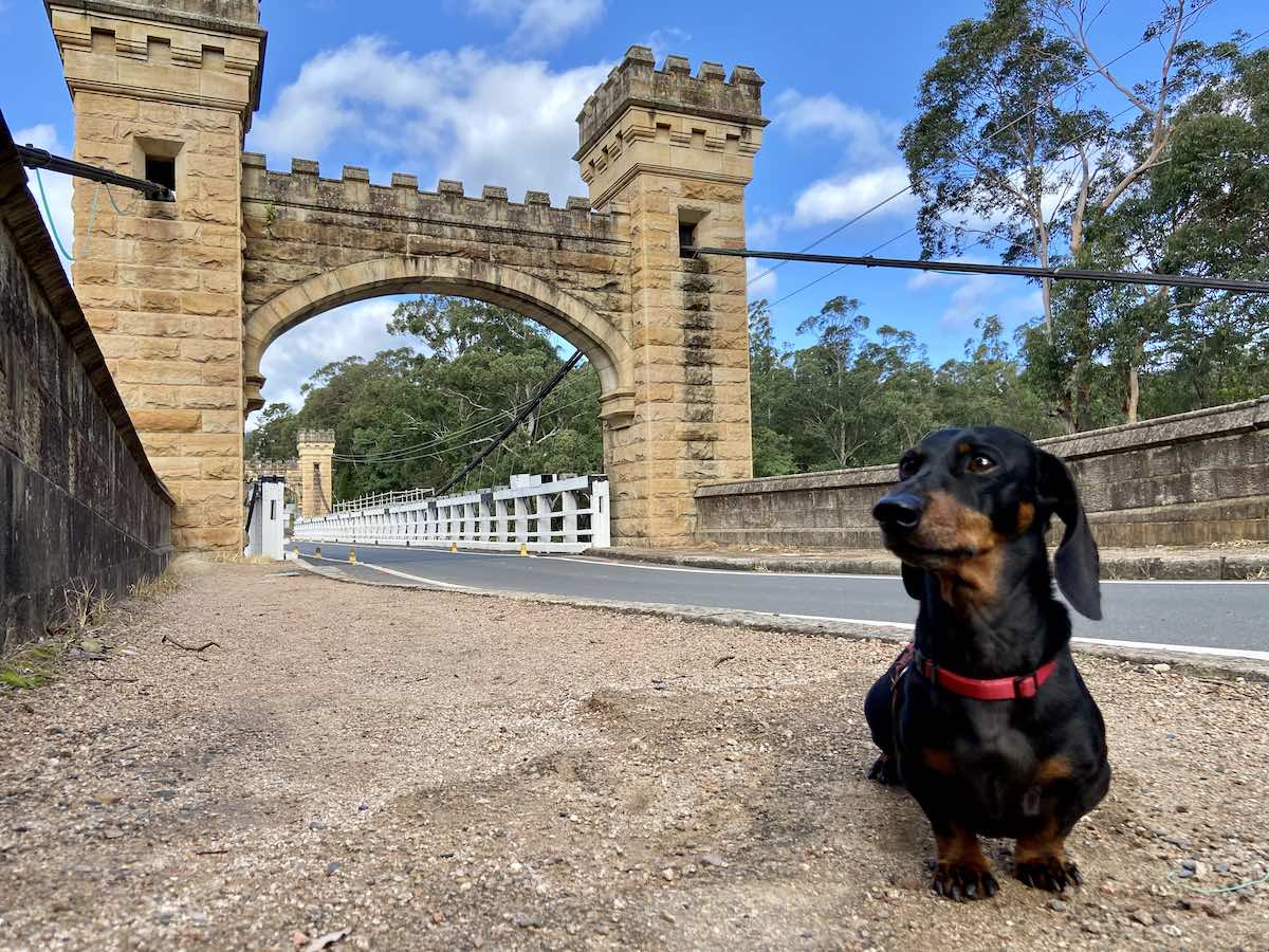 Dog-Friendly Berry & Kangaroo Valley: Visiting with a Dog - Travelnuity