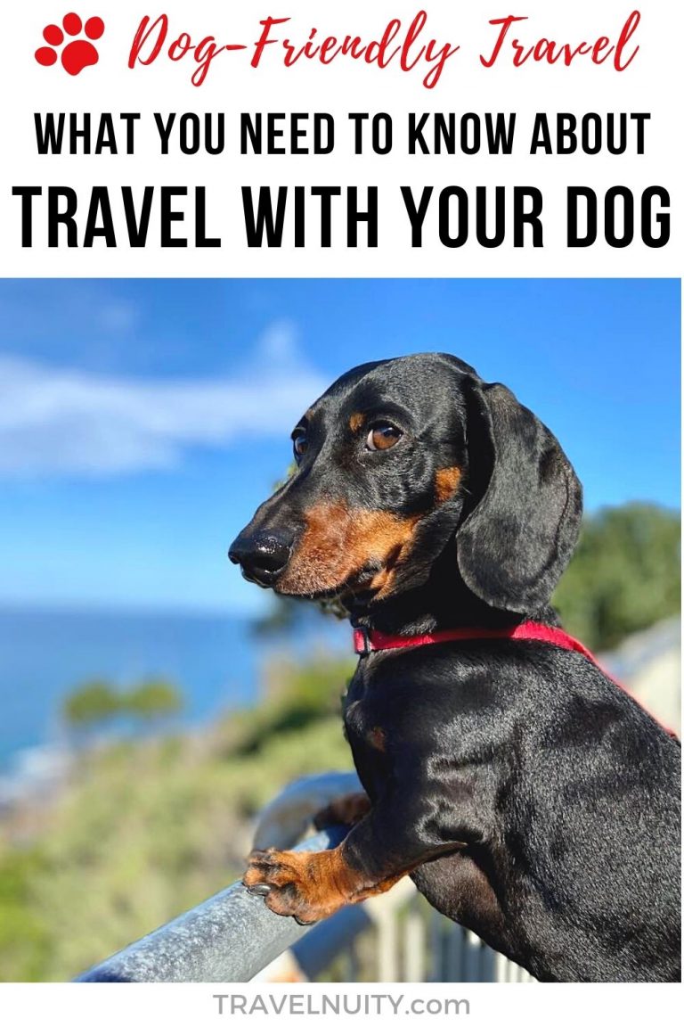How to Travel with Your Dog for the First Time - Travelnuity