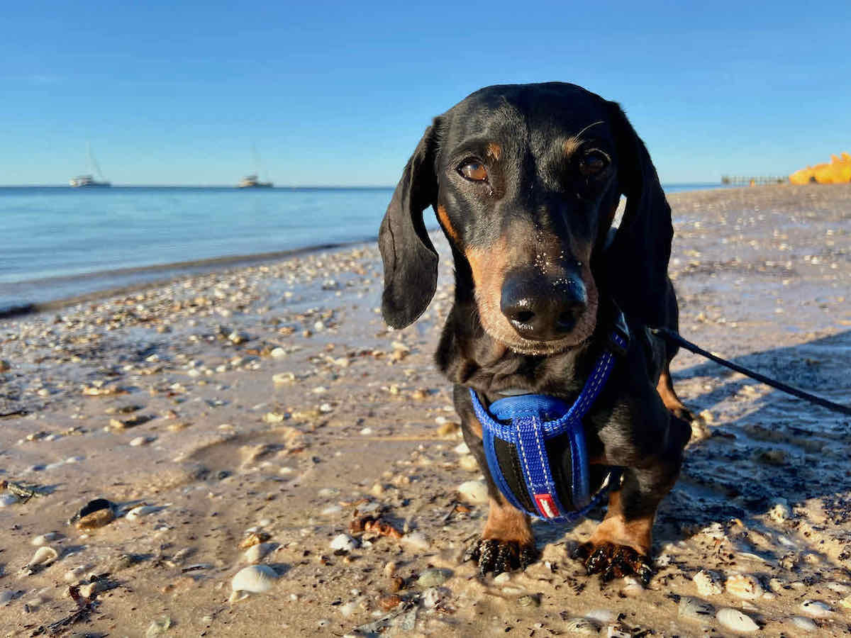 Dog-Friendly Monkey Mia: Visiting Monkey Mia with a Dog - Travelnuity
