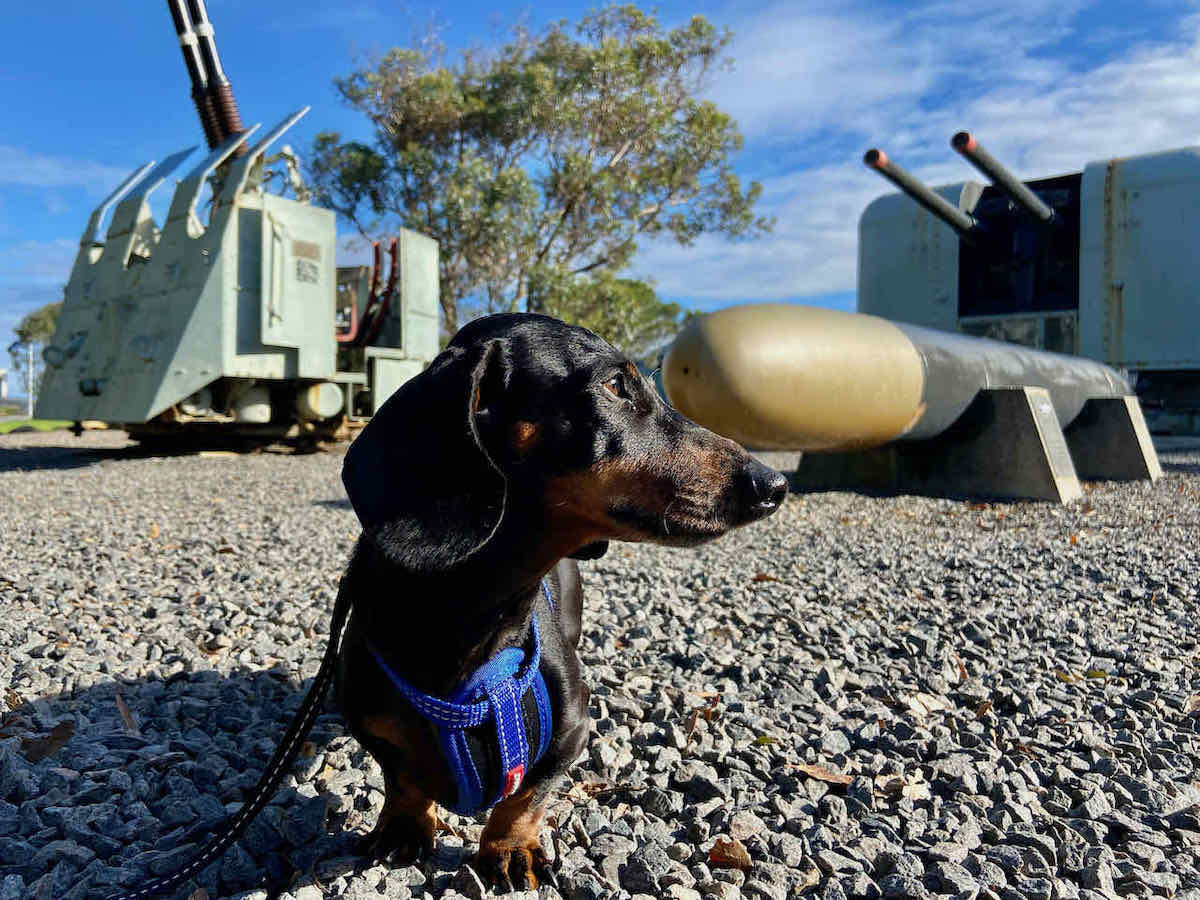 Dog-Friendly Albany, WA: Visiting Albany with a Dog - Travelnuity