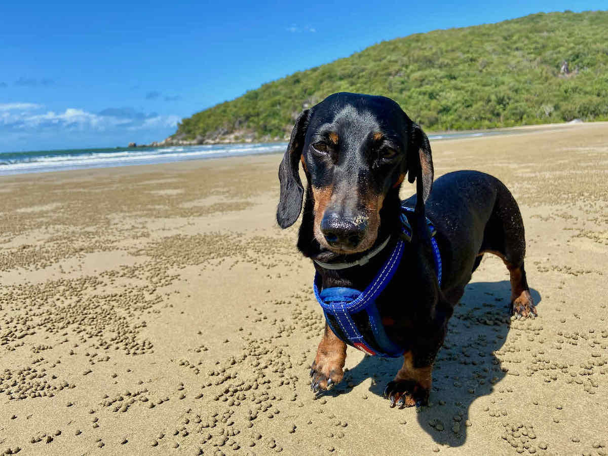 Dog-Friendly Cooktown: Visiting Cooktown with a Dog - Travelnuity