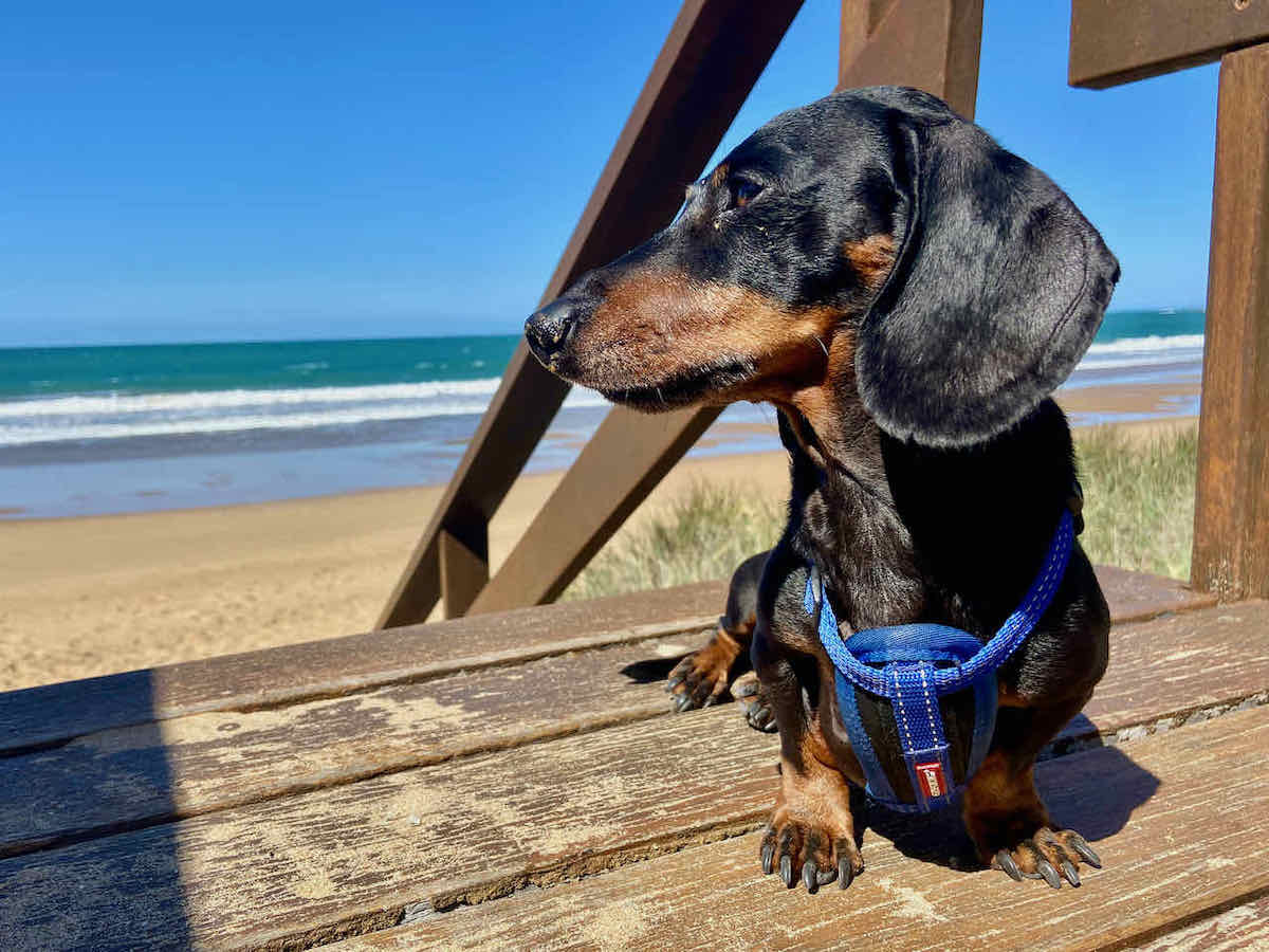 Dog-Friendly Agnes Water & 1770: Visiting with a Dog - Travelnuity