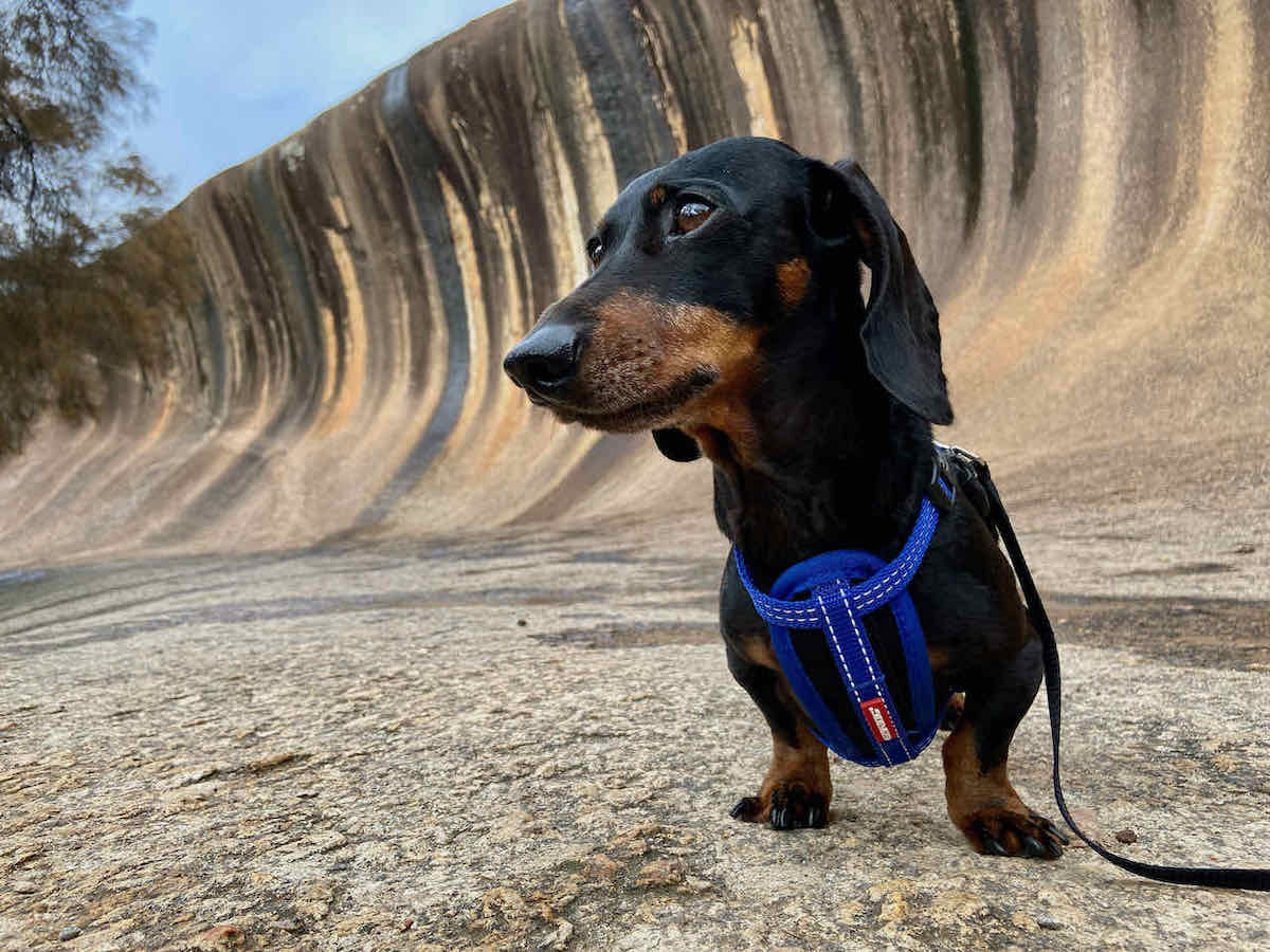 Dog-Friendly Wave Rock: Visiting Wave Rock with a Dog - Travelnuity