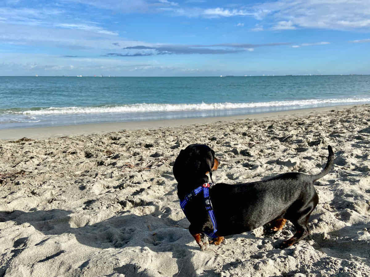 10 Extra Dog-Friendly Caravan Parks in Western Australia - Travelnuity