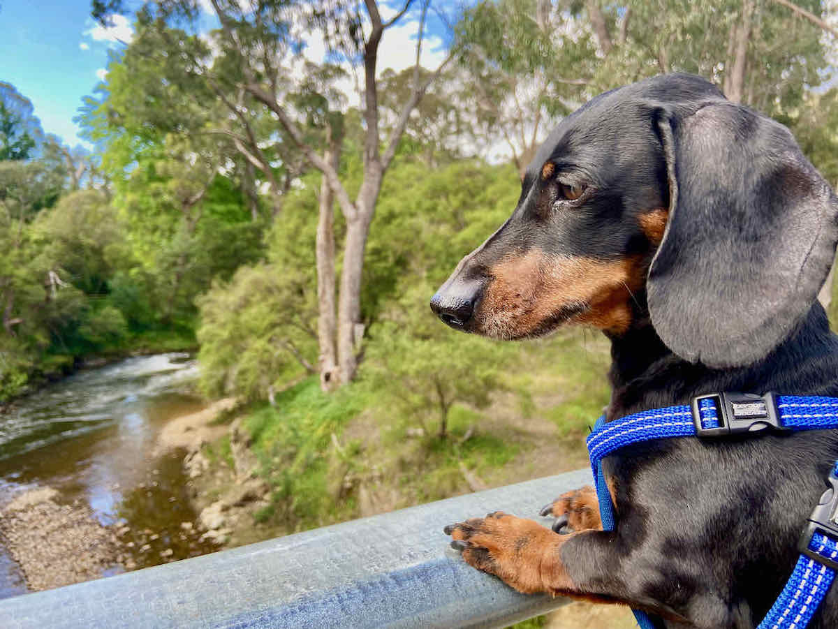 Dog-Friendly Bright: Visiting Bright with a Dog - Travelnuity