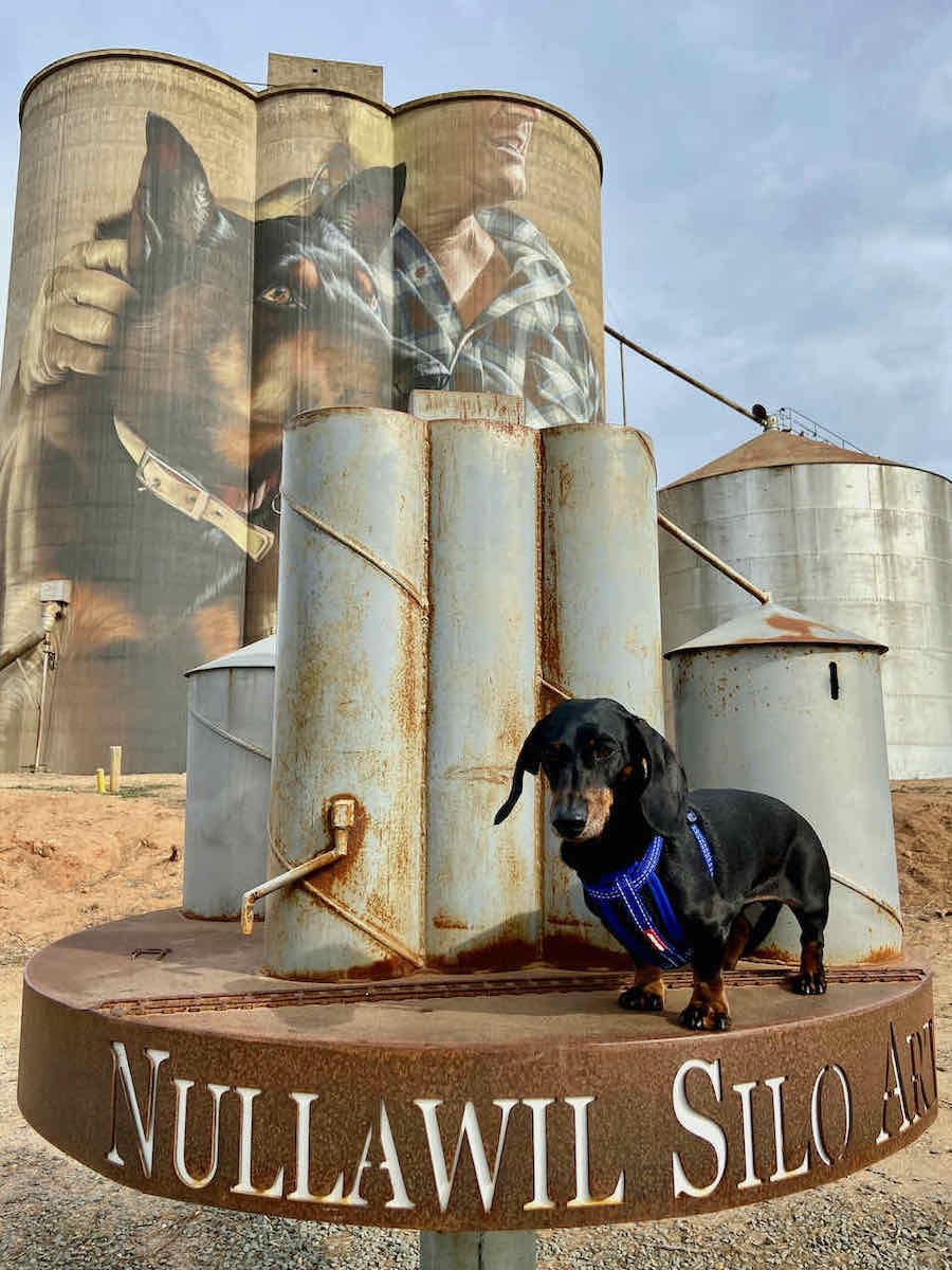 11 Fun Dog-Friendly Things to Do in Country Victoria - Travelnuity
