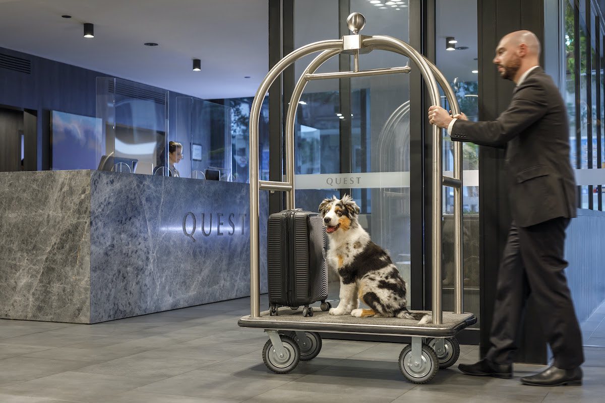 48 of the Best Dog-Friendly Hotels in Melbourne - Travelnuity