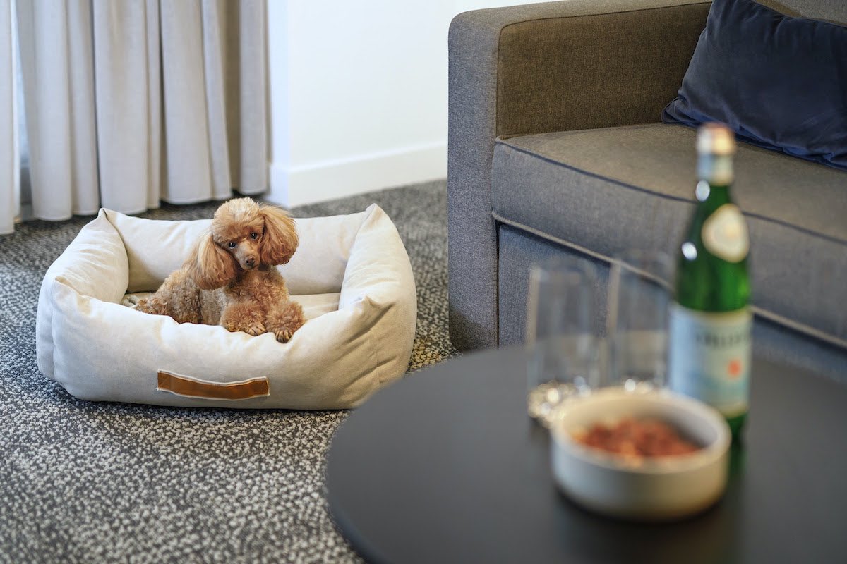 48 of the Best Dog-Friendly Hotels in Melbourne - Travelnuity
