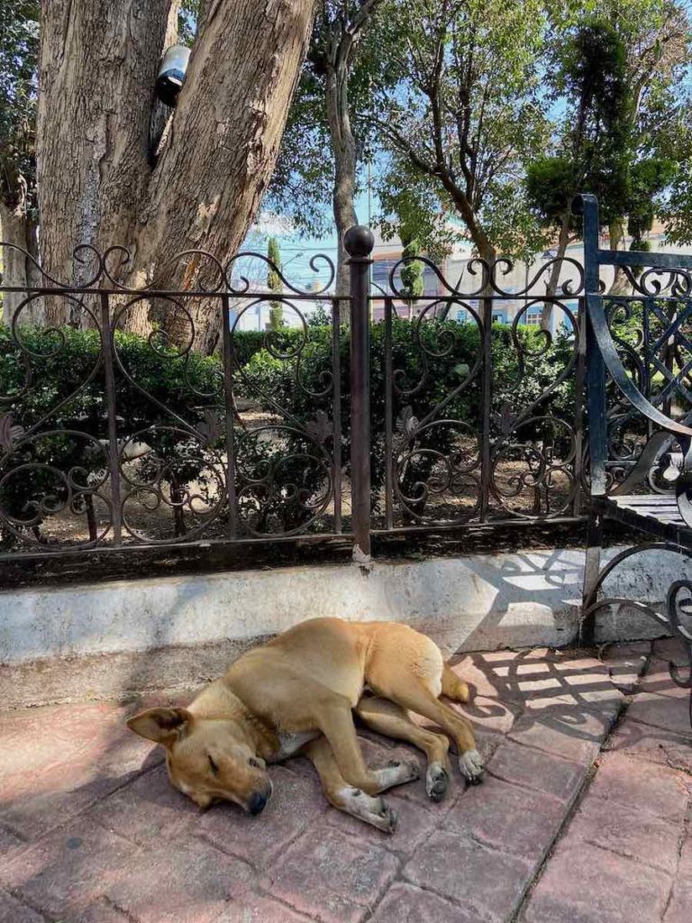 Dog-Friendly Mexico: Travelling in Mexico with a Dog - Travelnuity