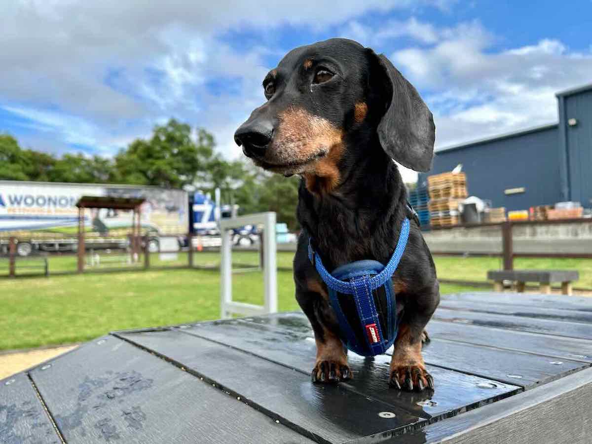 41 of the Best Fenced Dog Parks in NSW - Travelnuity