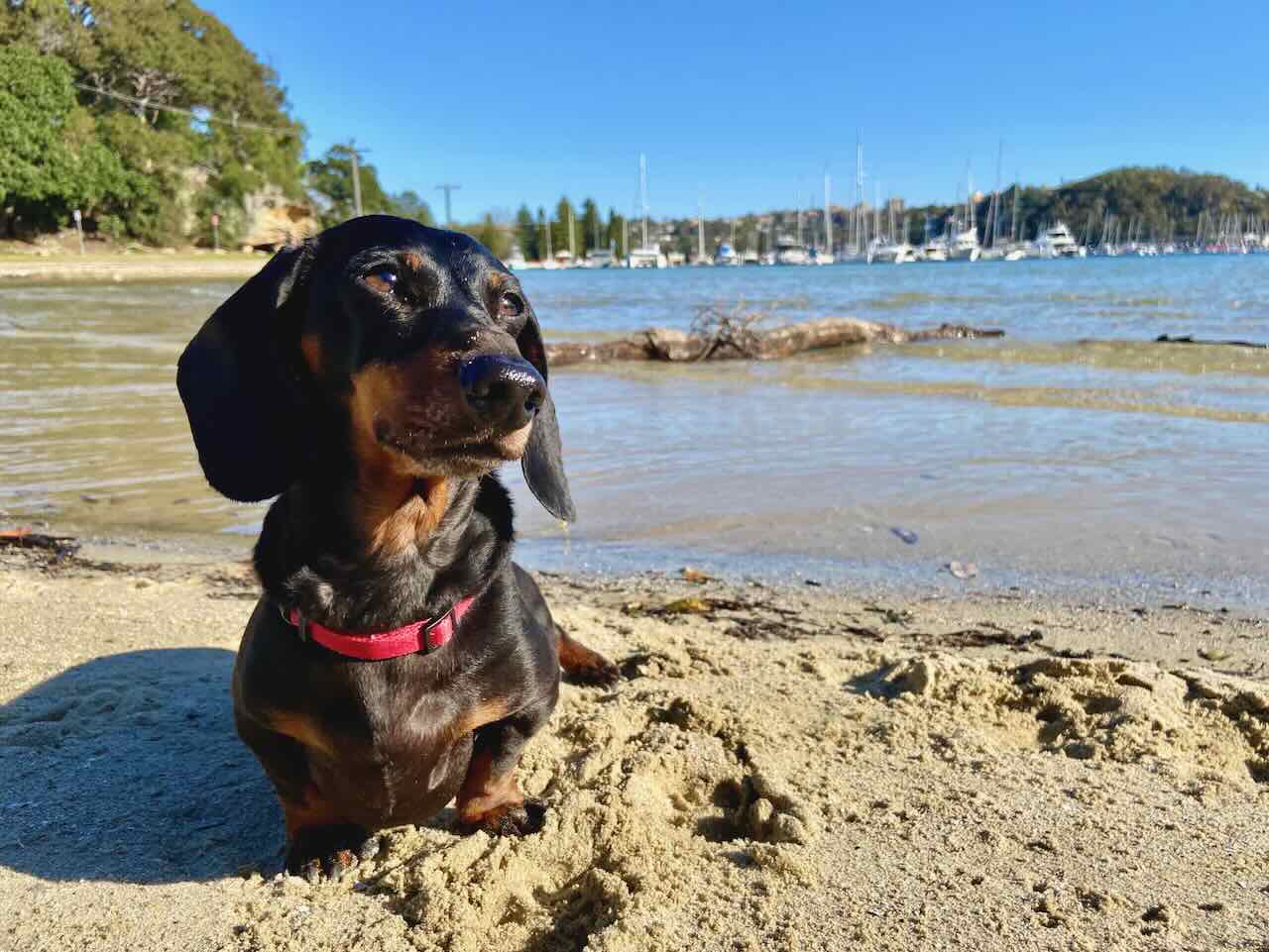 Is Sandy Bay Beach Dog Friendly