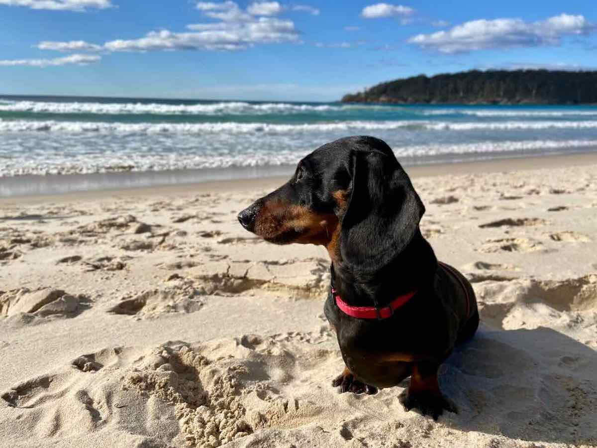 Dog-Friendly Merimbula: Visiting Merimbula with a Dog - Travelnuity