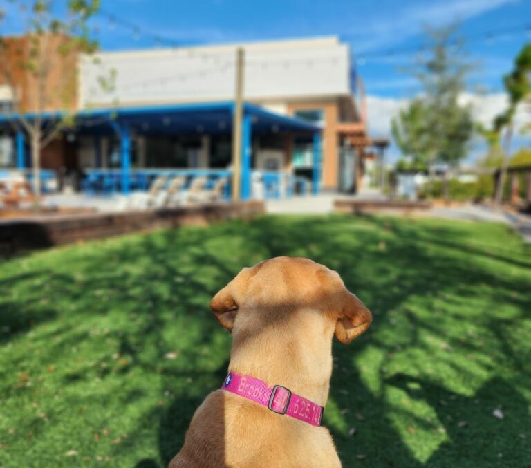 16 Fun Dog-Friendly Things to Do in Florida - Travelnuity