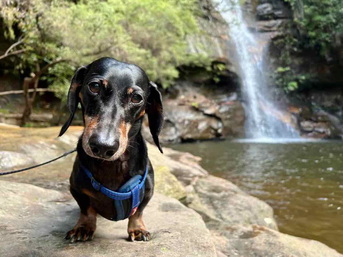 15 Top Dog-Friendly Walks in the Blue Mountains - Travelnuity