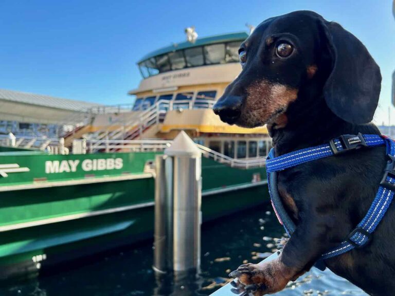 Are Dogs Allowed on Sydney Ferries? - Travelnuity