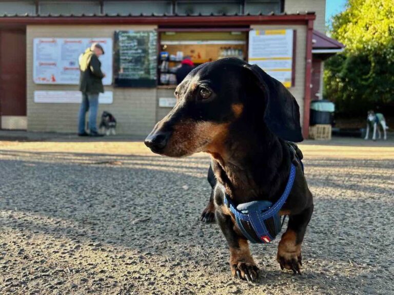 Dog-Friendly Sydney, NSW: Visiting Sydney with a Dog - Travelnuity