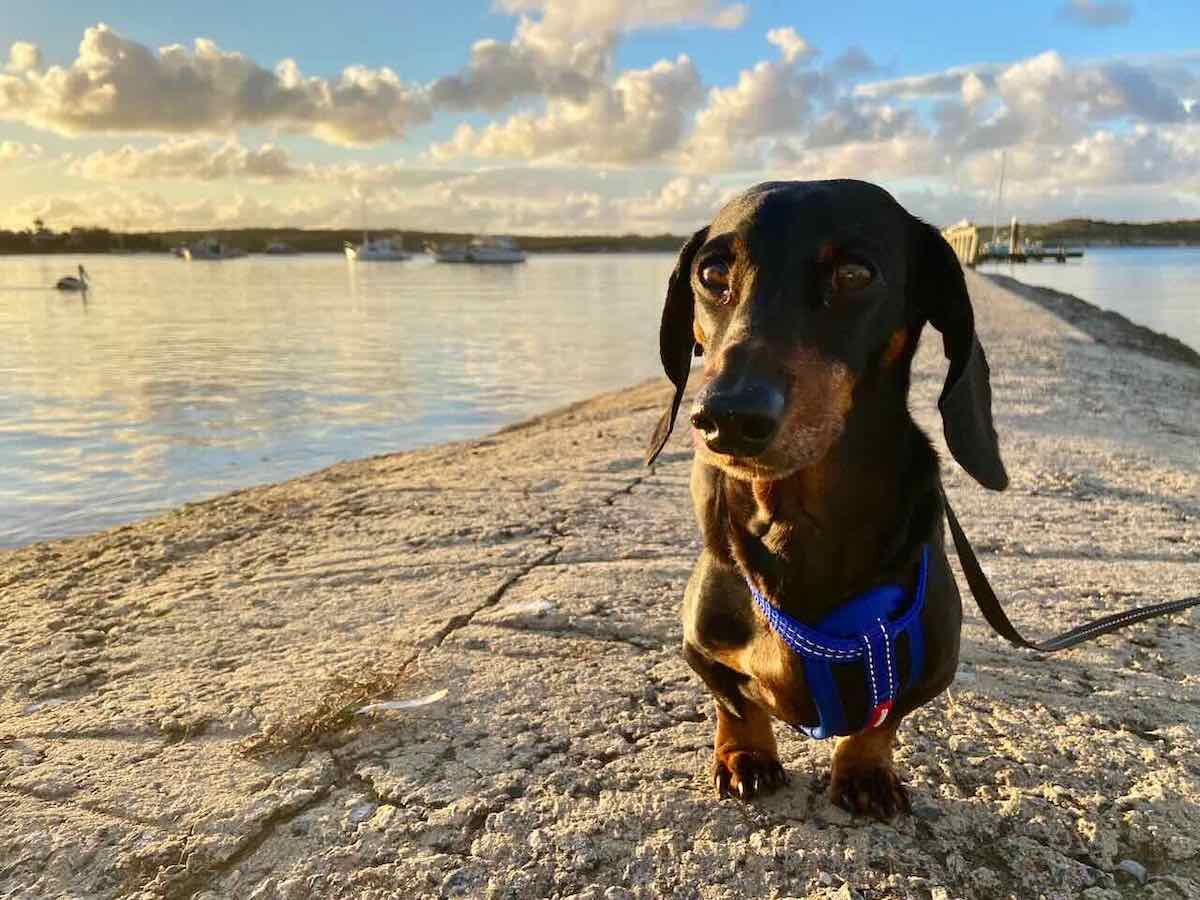 10 Extra Dog-Friendly Caravan Parks in South Australia - Travelnuity