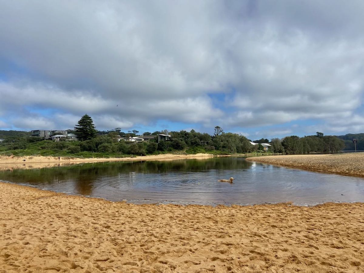 8 Top Dog-Friendly Walks on the Central Coast of NSW - Travelnuity