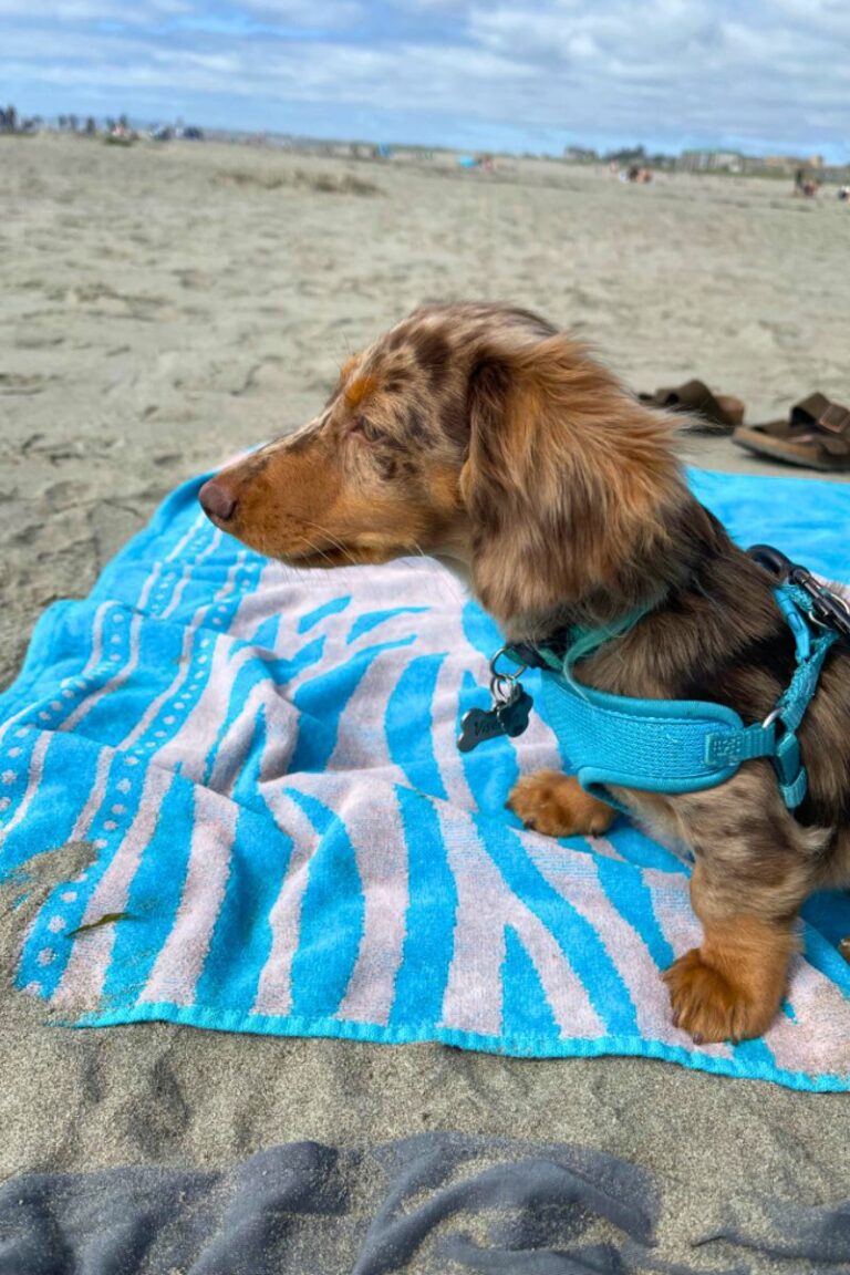 20 Best Dog-Friendly Beaches in the USA - Travelnuity