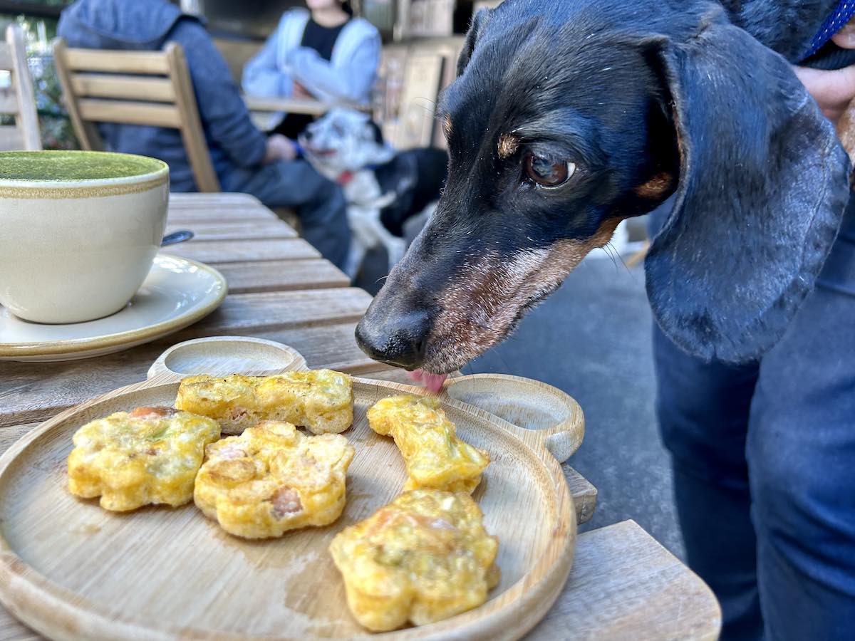 8 of the Best Extra Dog-Friendly Cafes in Sydney - Travelnuity