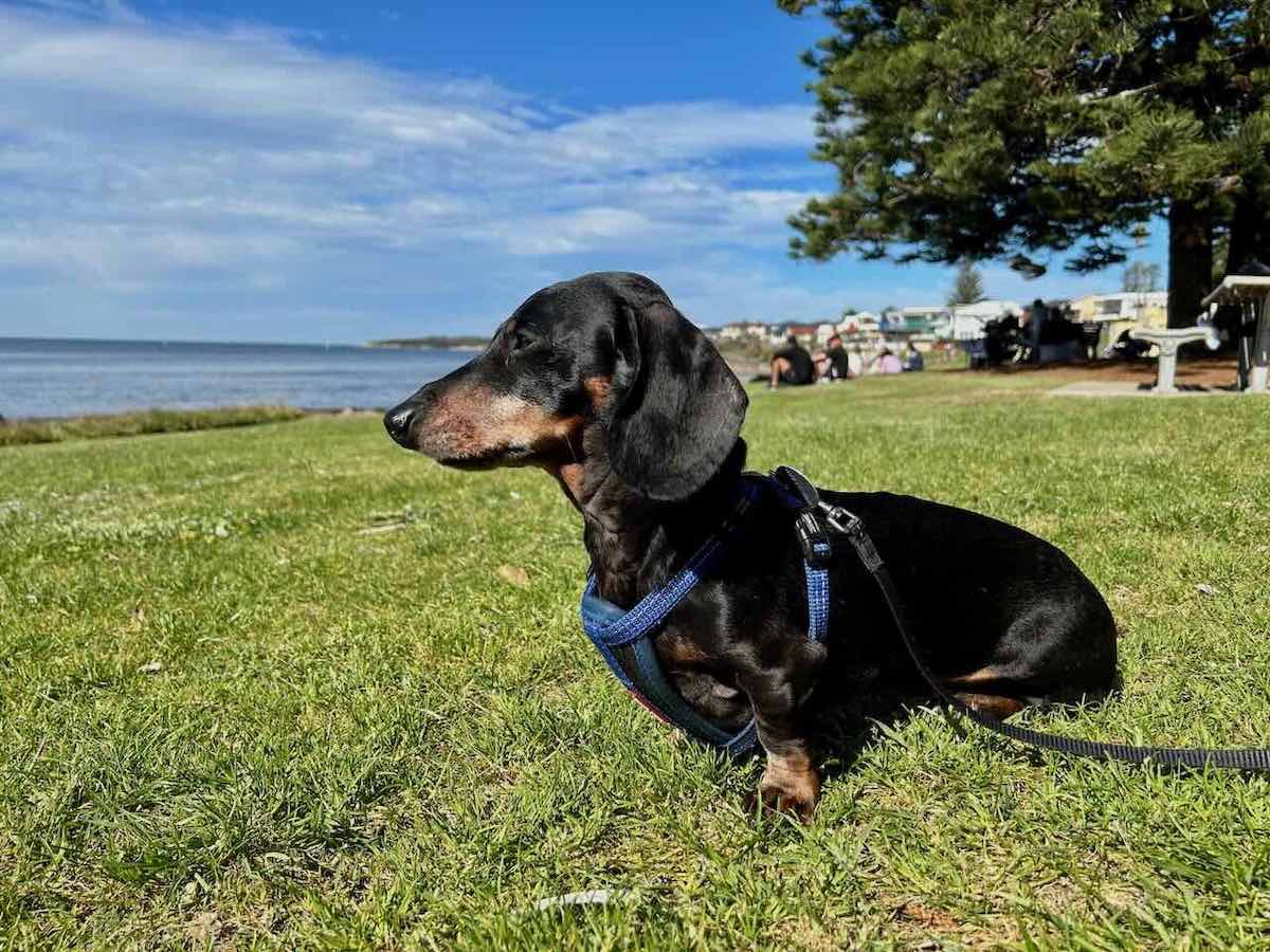 Dog-Friendly Cronulla: Visiting Cronulla with a Dog - Travelnuity