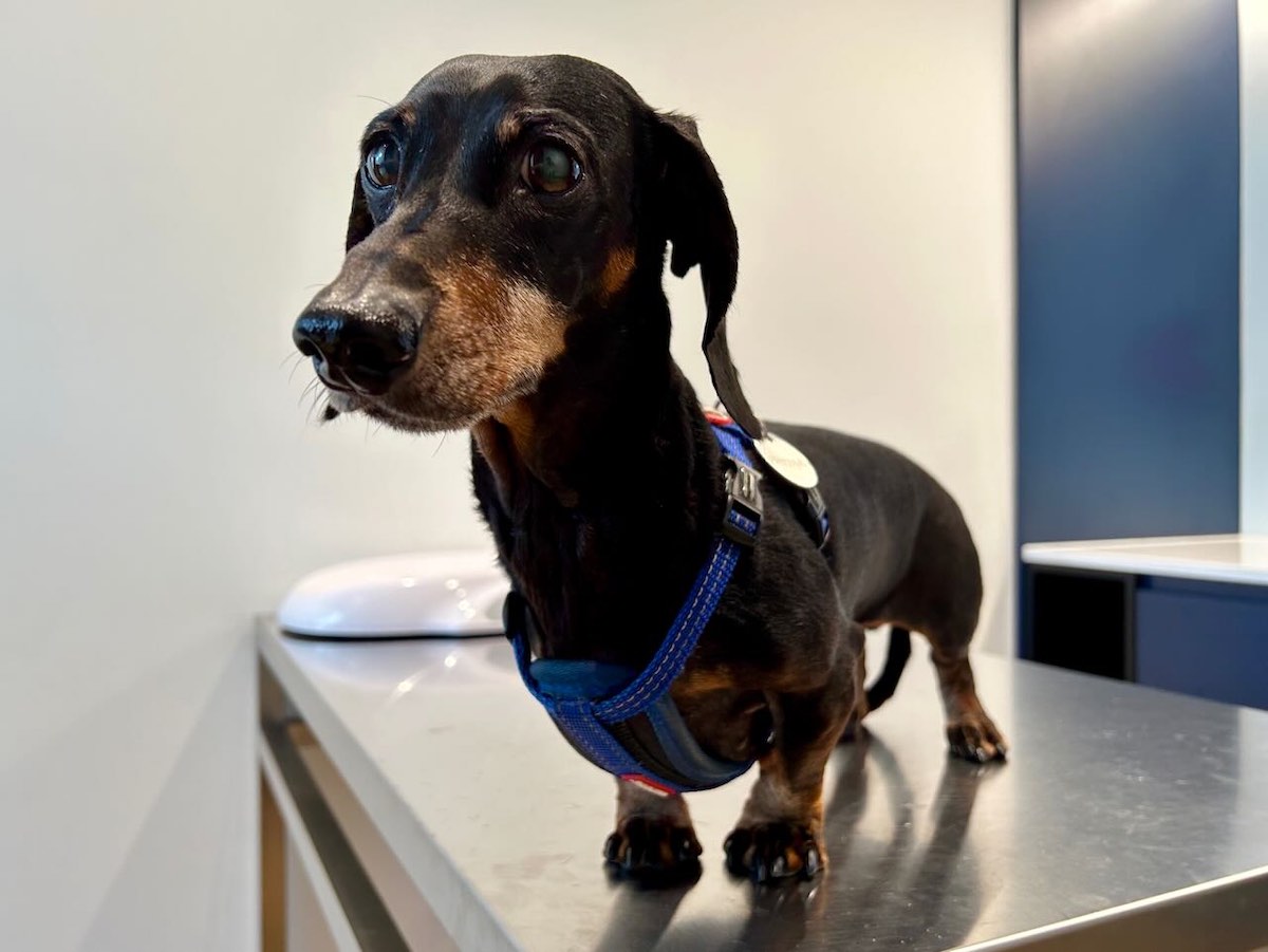 15 Tips for Importing a Dog to Australia - Travelnuity