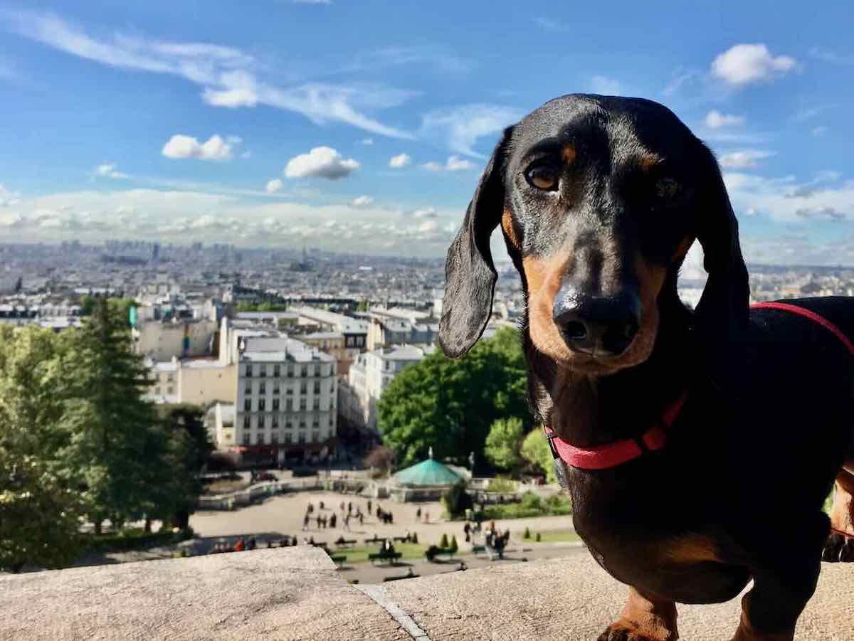 15 Fun Dog-Friendly Things to Do in Paris - Travelnuity