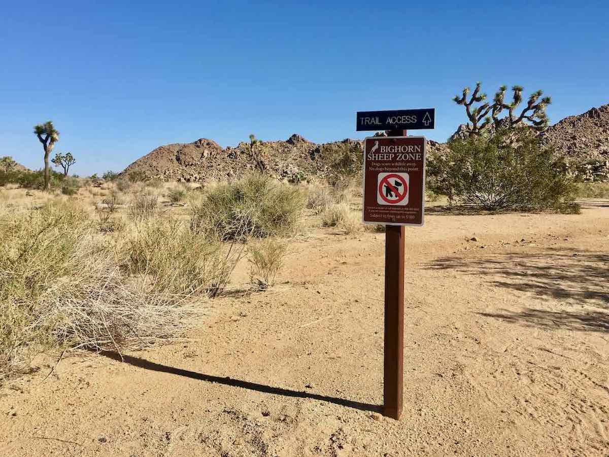 Should I Visit Joshua Tree National Park with My Dog? - Travelnuity