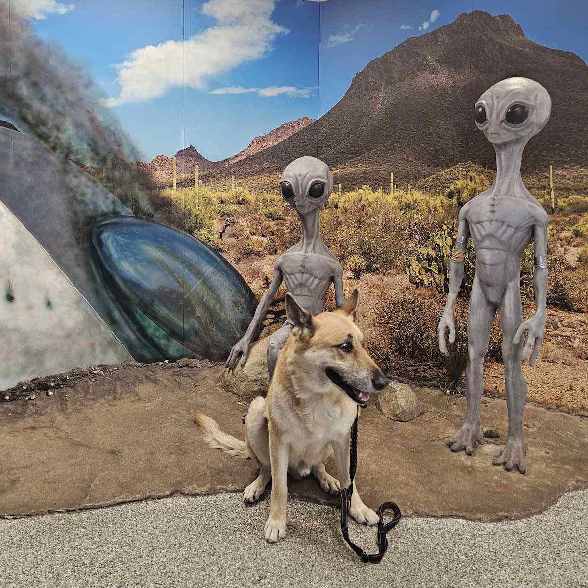 9 Fun Dog-Friendly Things to Do in New Mexico - Travelnuity