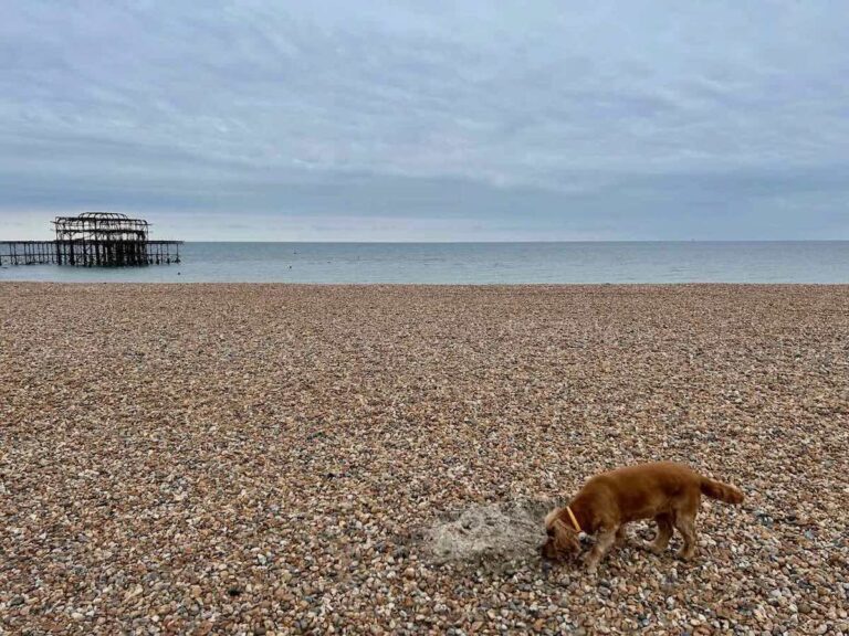 Dog-Friendly Brighton, UK: Visiting Brighton with a Dog - Travelnuity
