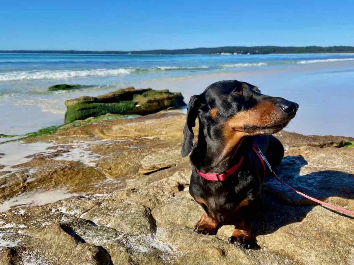 Dog-Friendly Beaches at Jervis Bay - Travelnuity