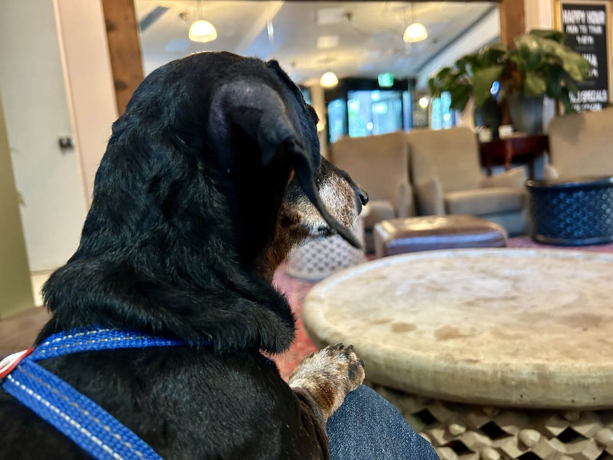 15 of the Best Dog-Friendly Pubs in Sydney - Travelnuity