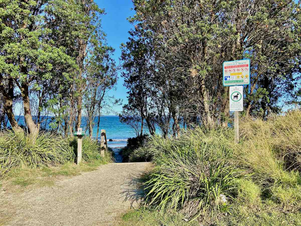 Is Callala Beach Dog Friendly? - Travelnuity