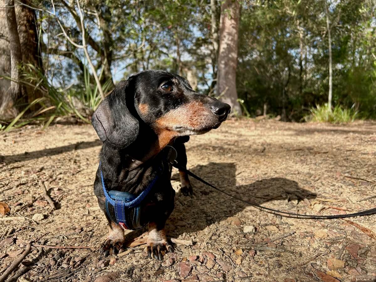 8 Top Dog-Friendly Walks on the North Shore of Sydney - Travelnuity